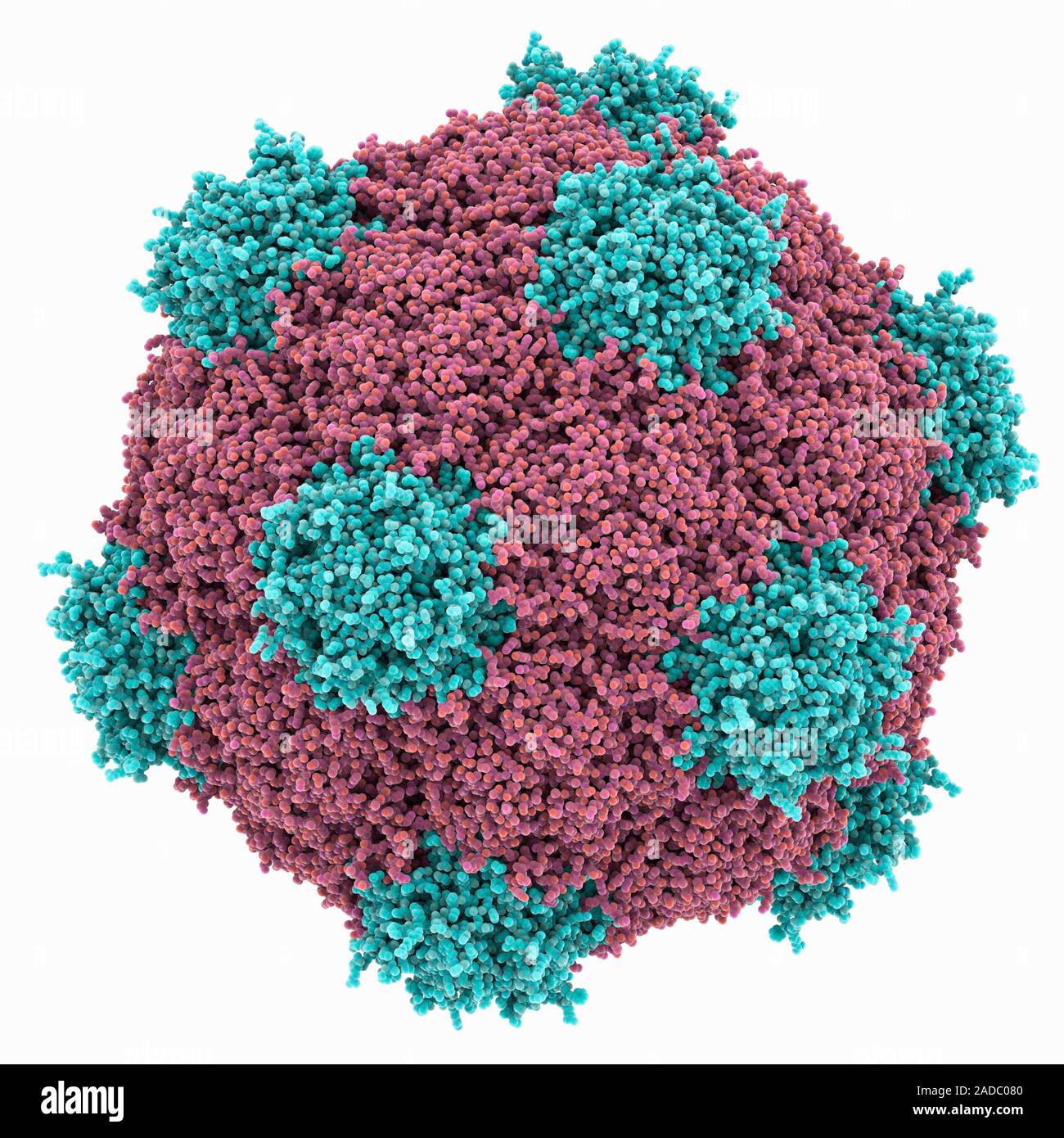 Empty cowpea mosaic virus capsid. Computer model showing the structure ...