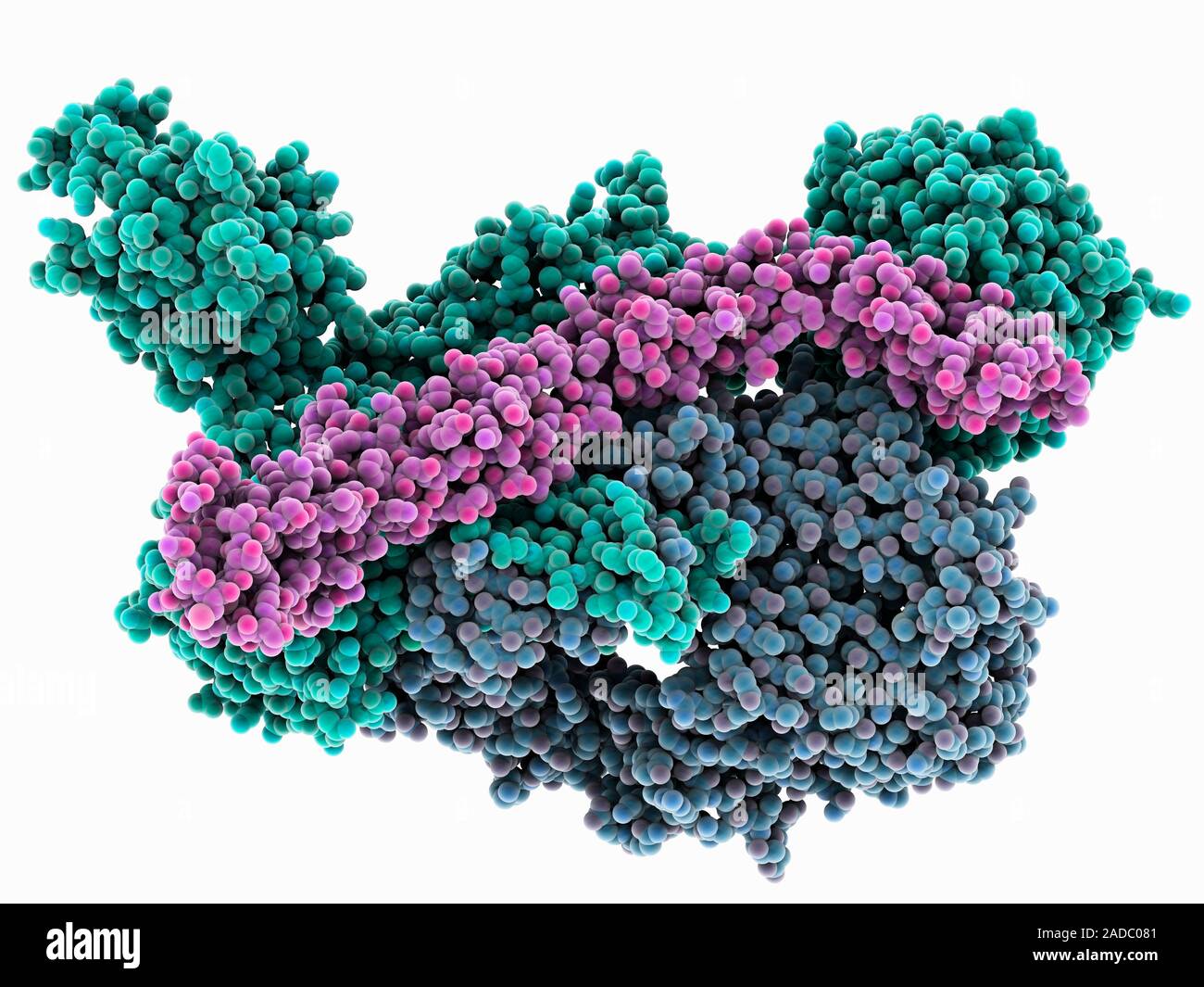 C3B complexed with smallpox inhibitor. Computer model showing the human ...