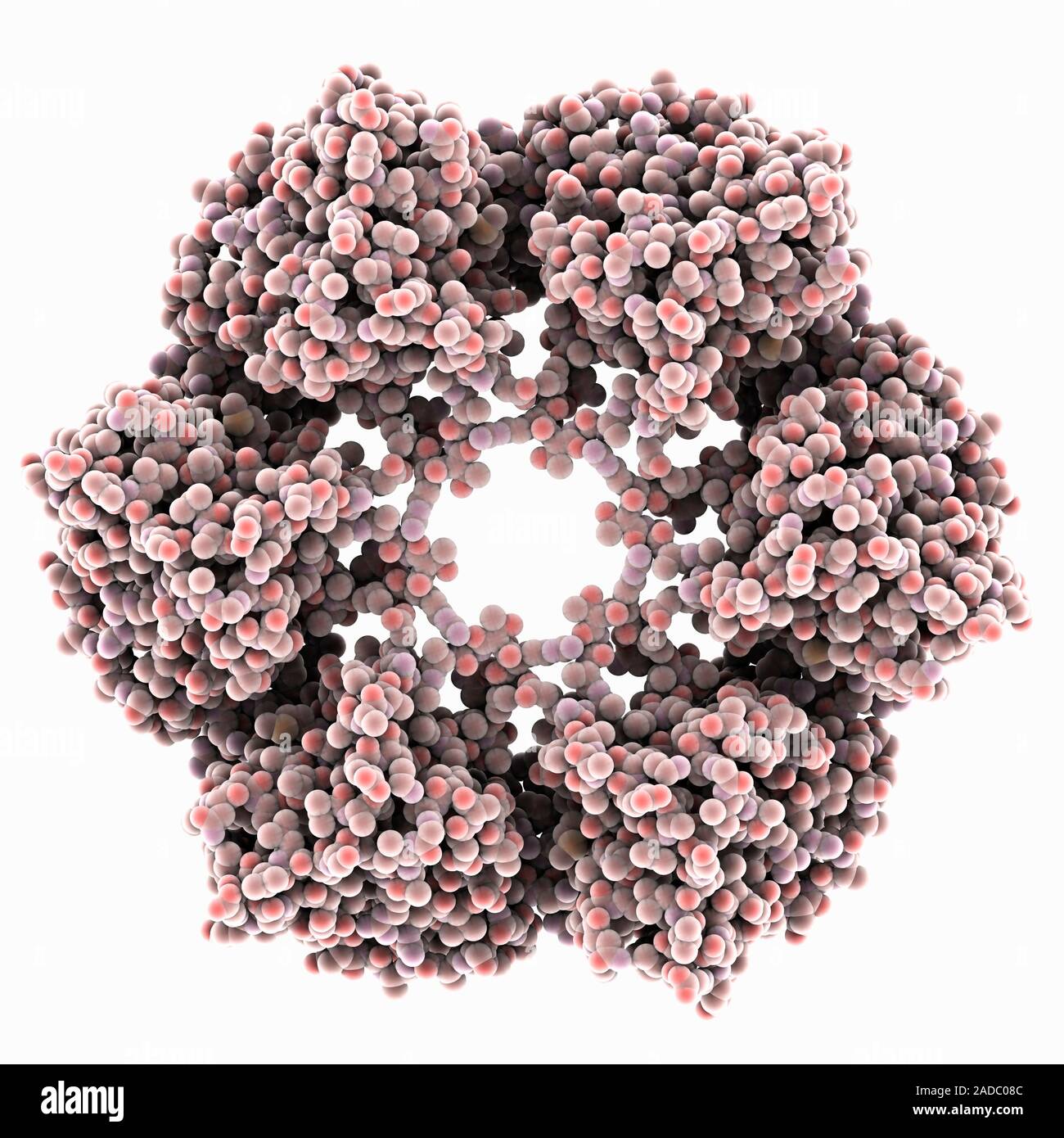 Toscana virus nucleocapsid protein. Computer model showing the ...