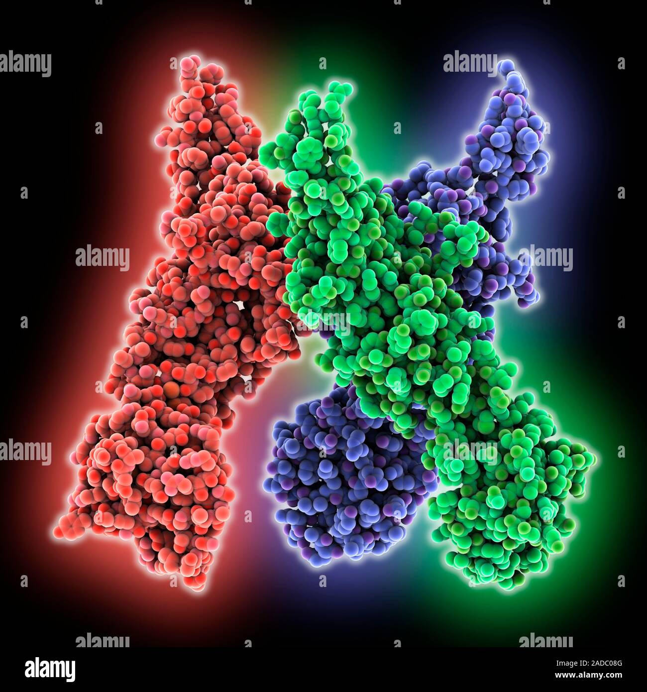Herpes simplex virus 1 glycoprotein B molecule. Computer model showing ...