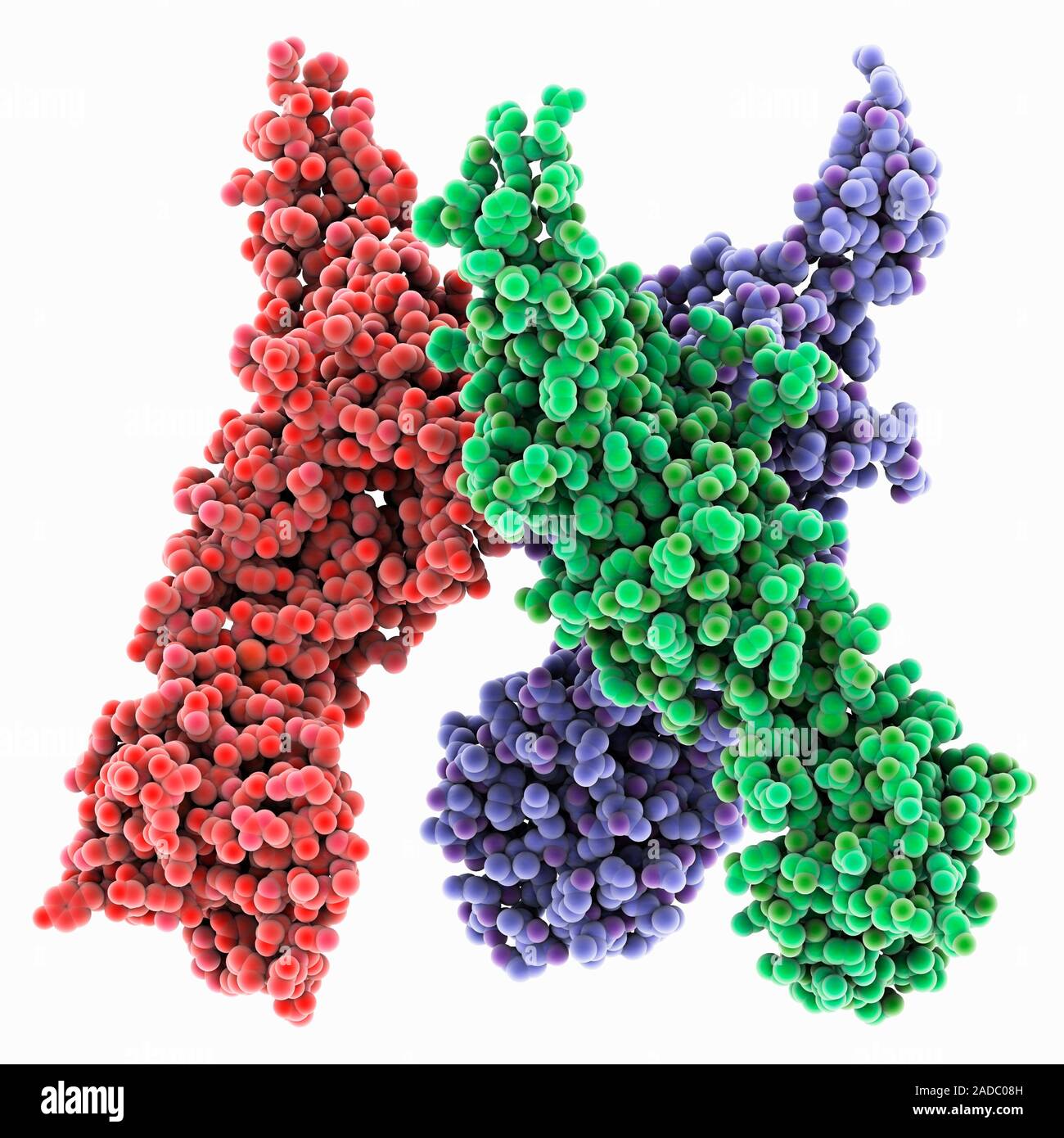 Herpes simplex virus 1 glycoprotein B molecule. Computer model showing ...