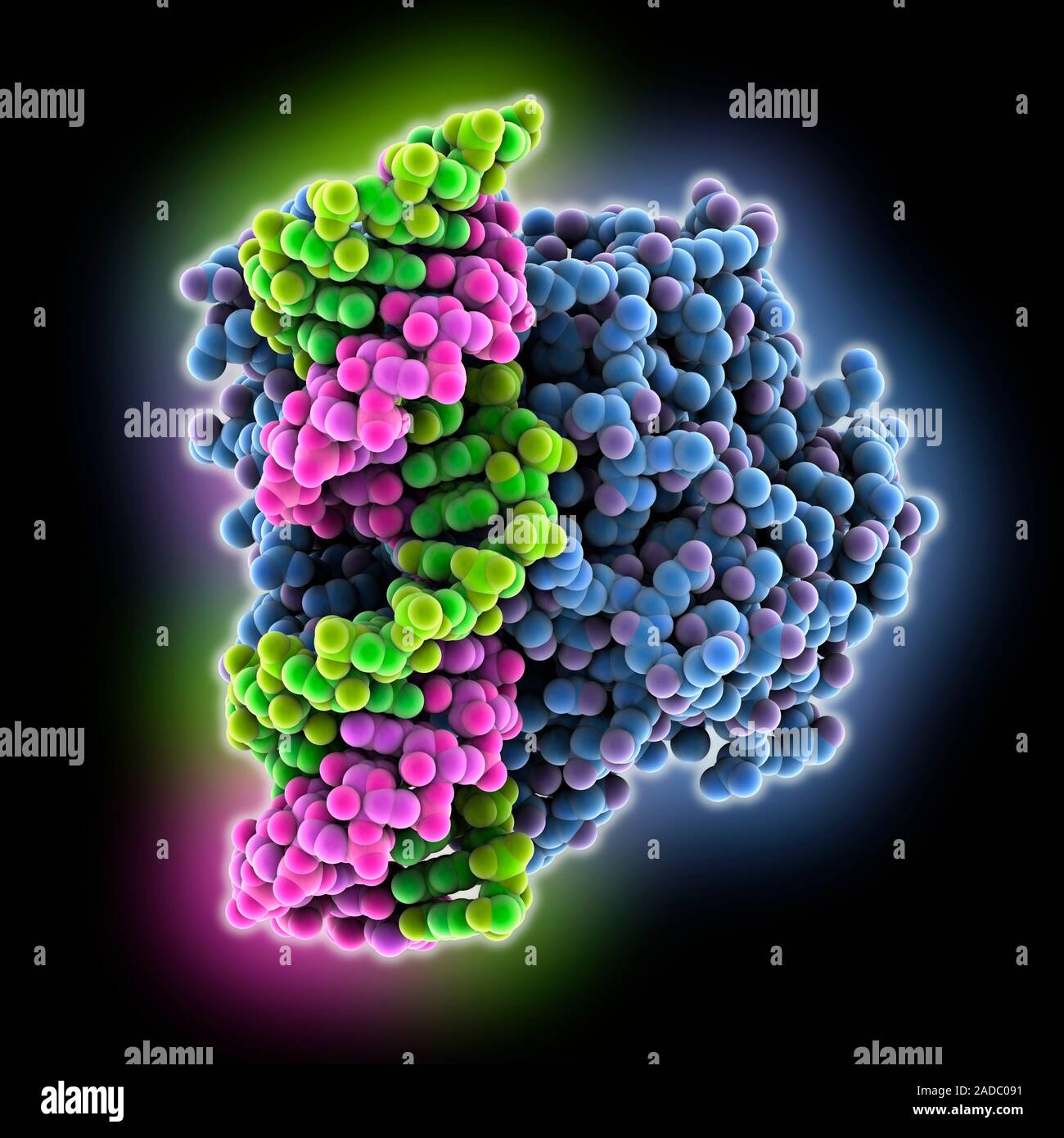 Adenosine deaminase RNA (ribonucleic acid) complex. Computer model ...