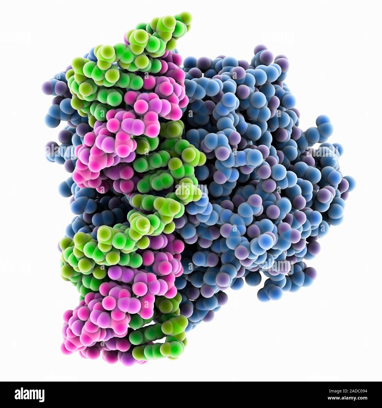 Adenosine deaminase RNA (ribonucleic acid) complex. Computer model ...