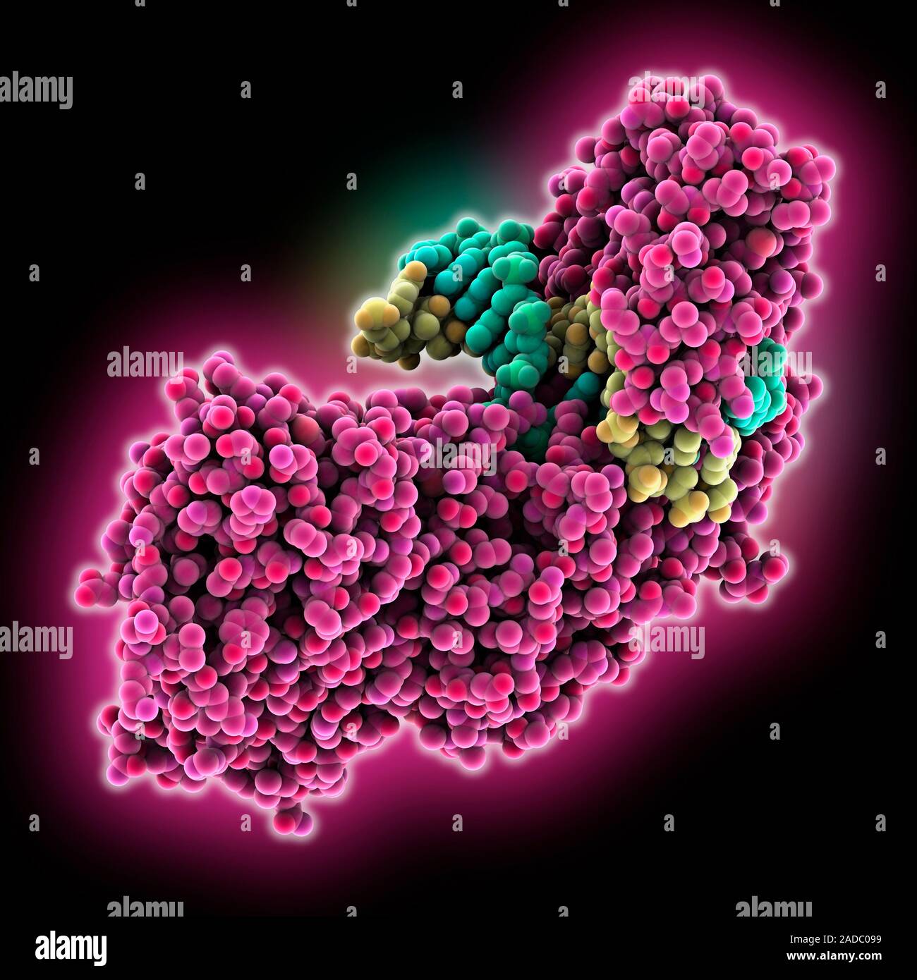 Enzyme Mmel DNA (deoxyribonucleic acid) complex. Computer model showing ...