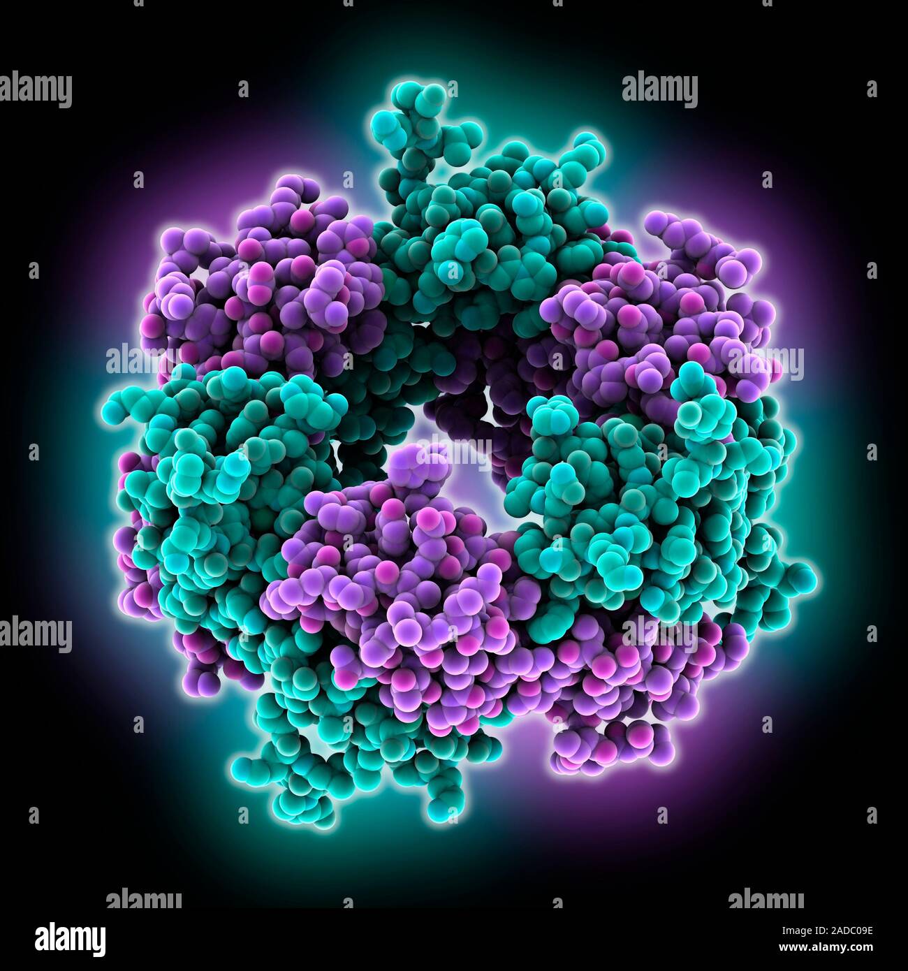Lassa virus matrix protein Z. Computer model showing the dodecamer ring ...