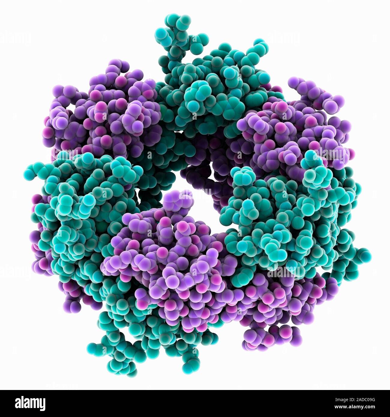 Lassa virus matrix protein Z. Computer model showing the dodecamer ring ...