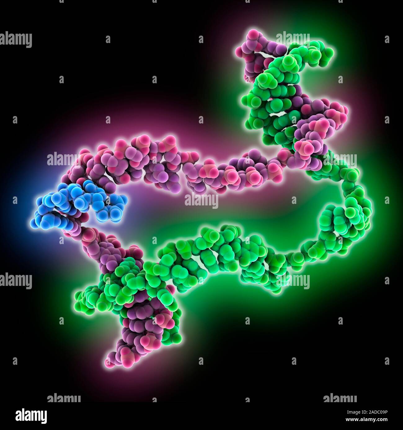 RNA (ribonucleic acid) transcription initiation complex. Computer model ...