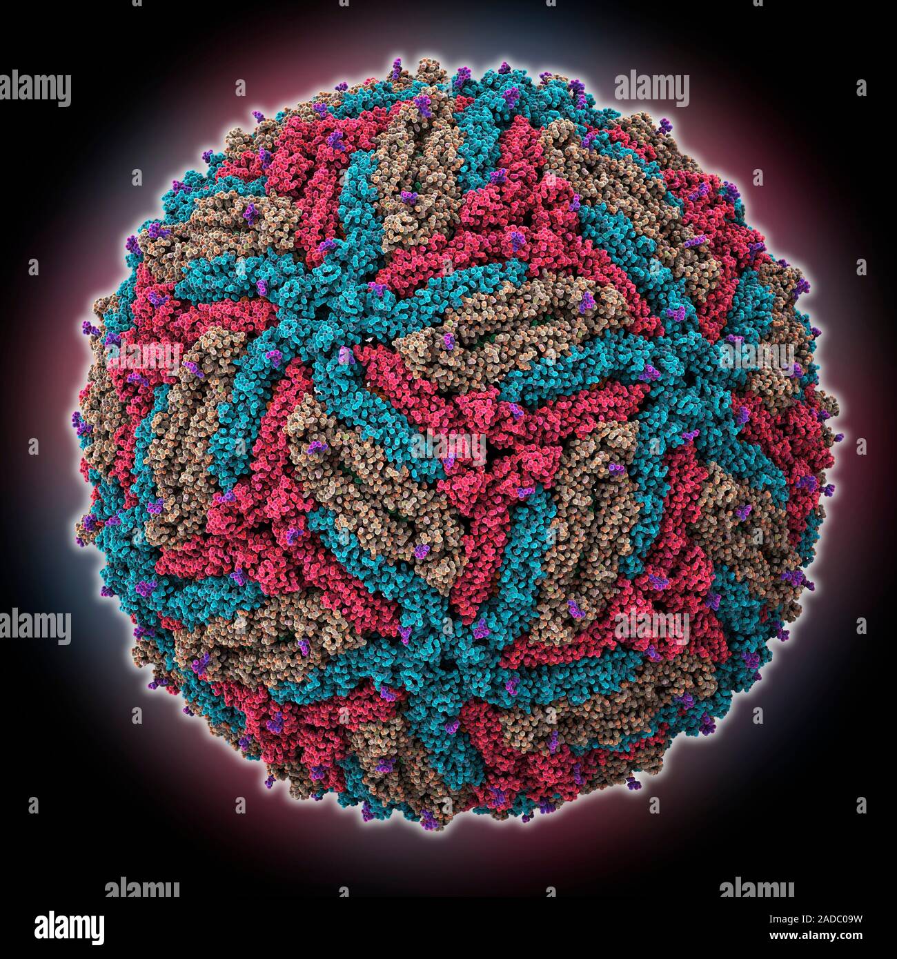 Zika virus capsid. Computer model showing the Zika virus capsid ...