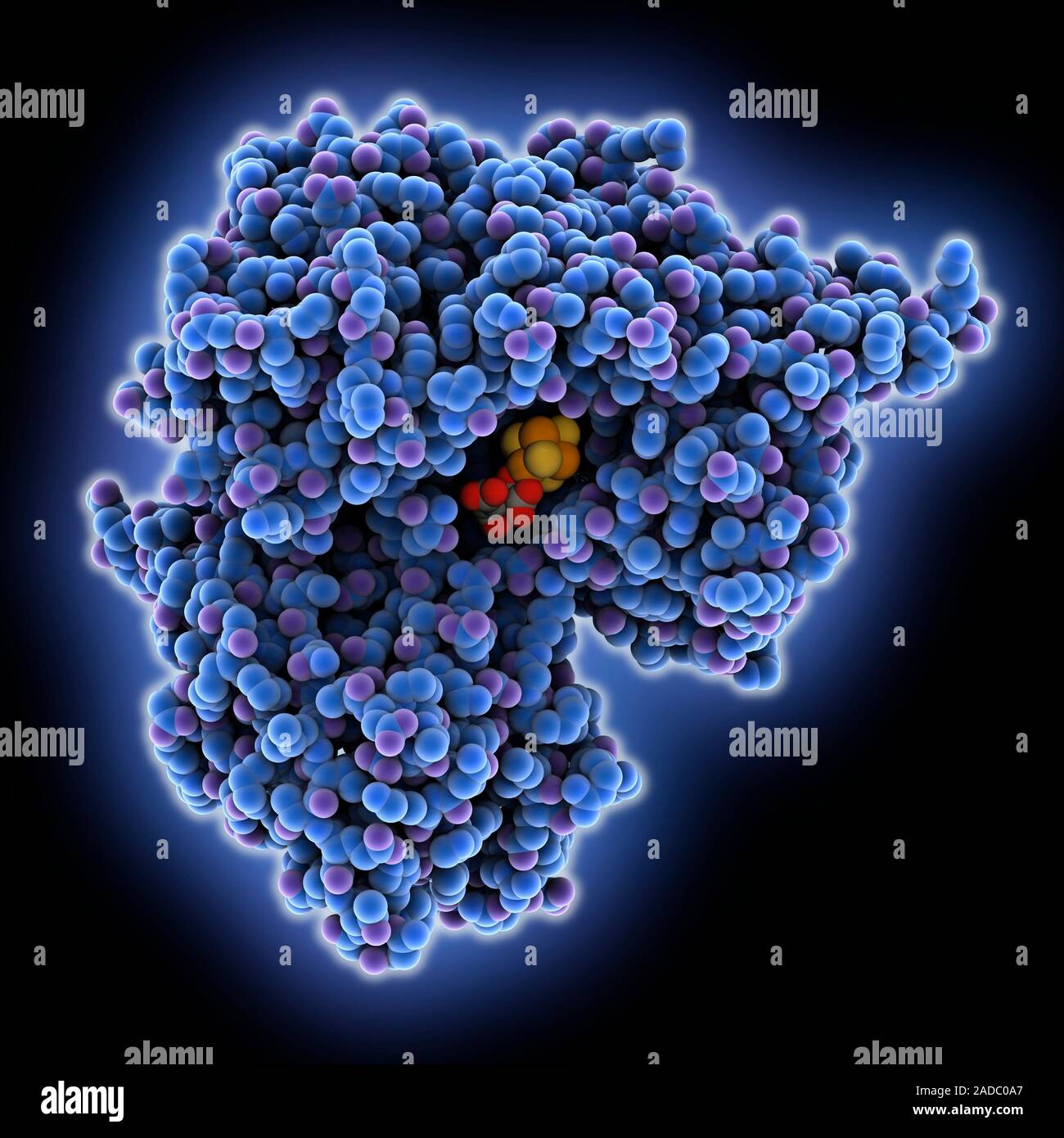 Aconitase complex. Computer model showing aconitase (blue) complexed ...