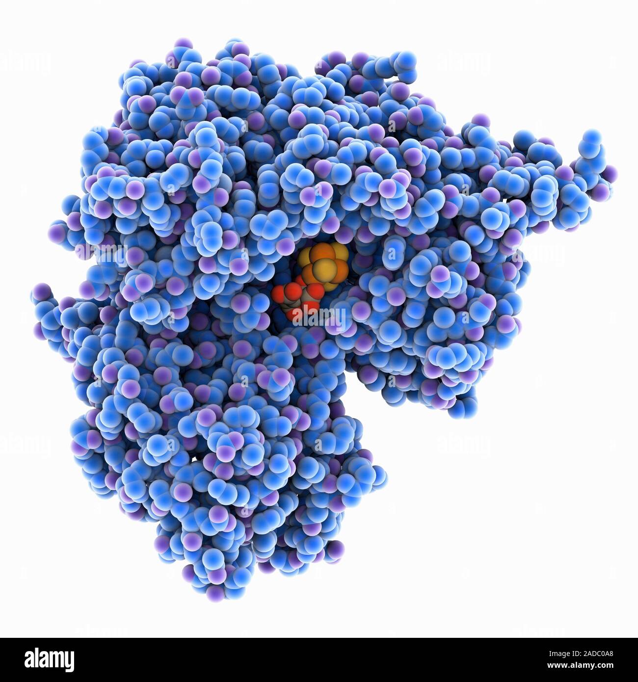 Aconitase complex. Computer model showing aconitase (blue) complexed ...