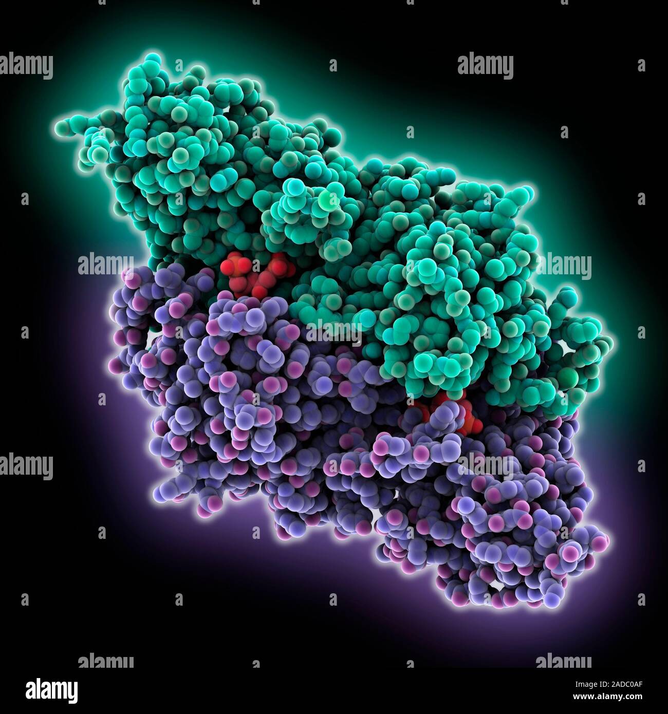 Bacterial rubisco molecule. Computer model showing the structure of ...