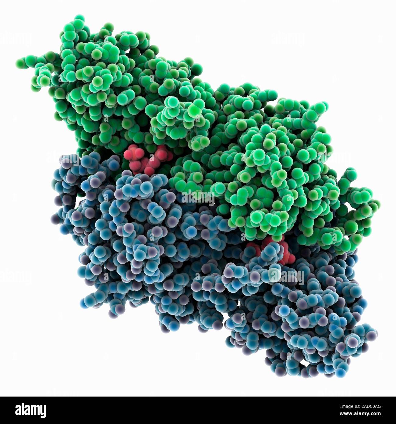 Bacterial Rubisco Molecule Computer Model Showing The Structure Of Bacterial Dimeric Ribulose 1