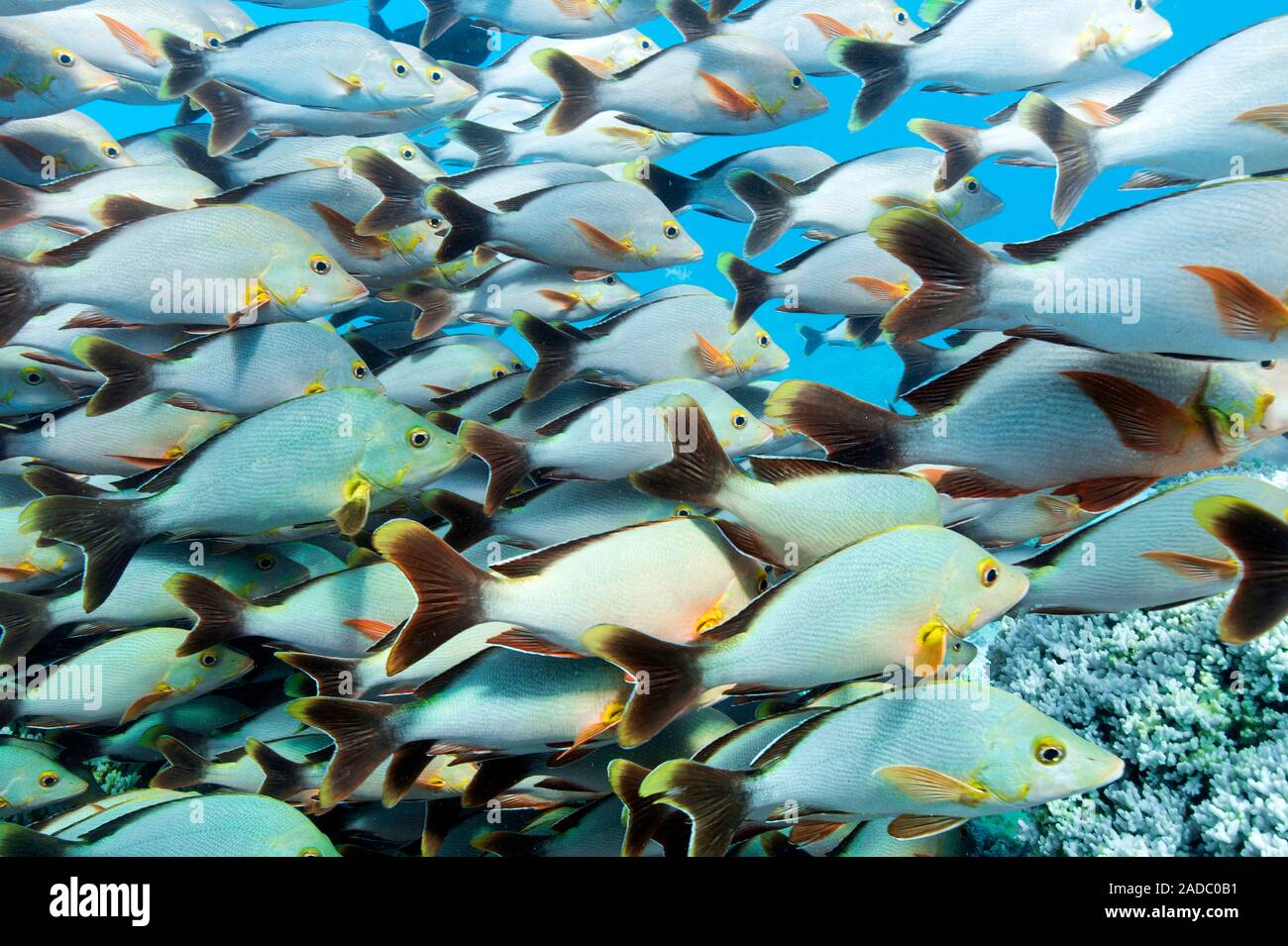 Paddletail snappers (Lutjanus gibbus). Photographed in the Pacific, in ...