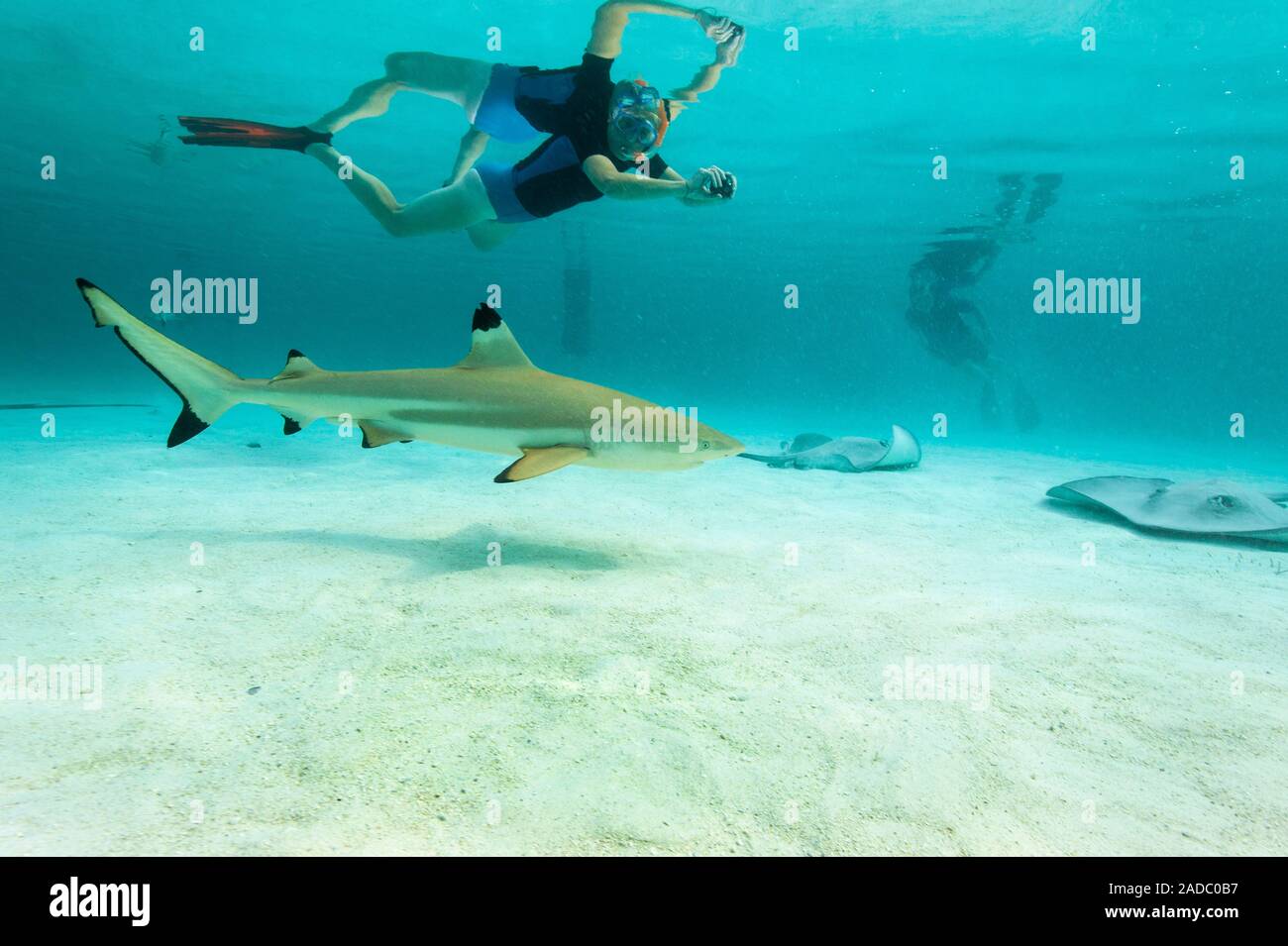 Snorkeller with blacktip reef shark (Carcharhinus melanopterus) and ...