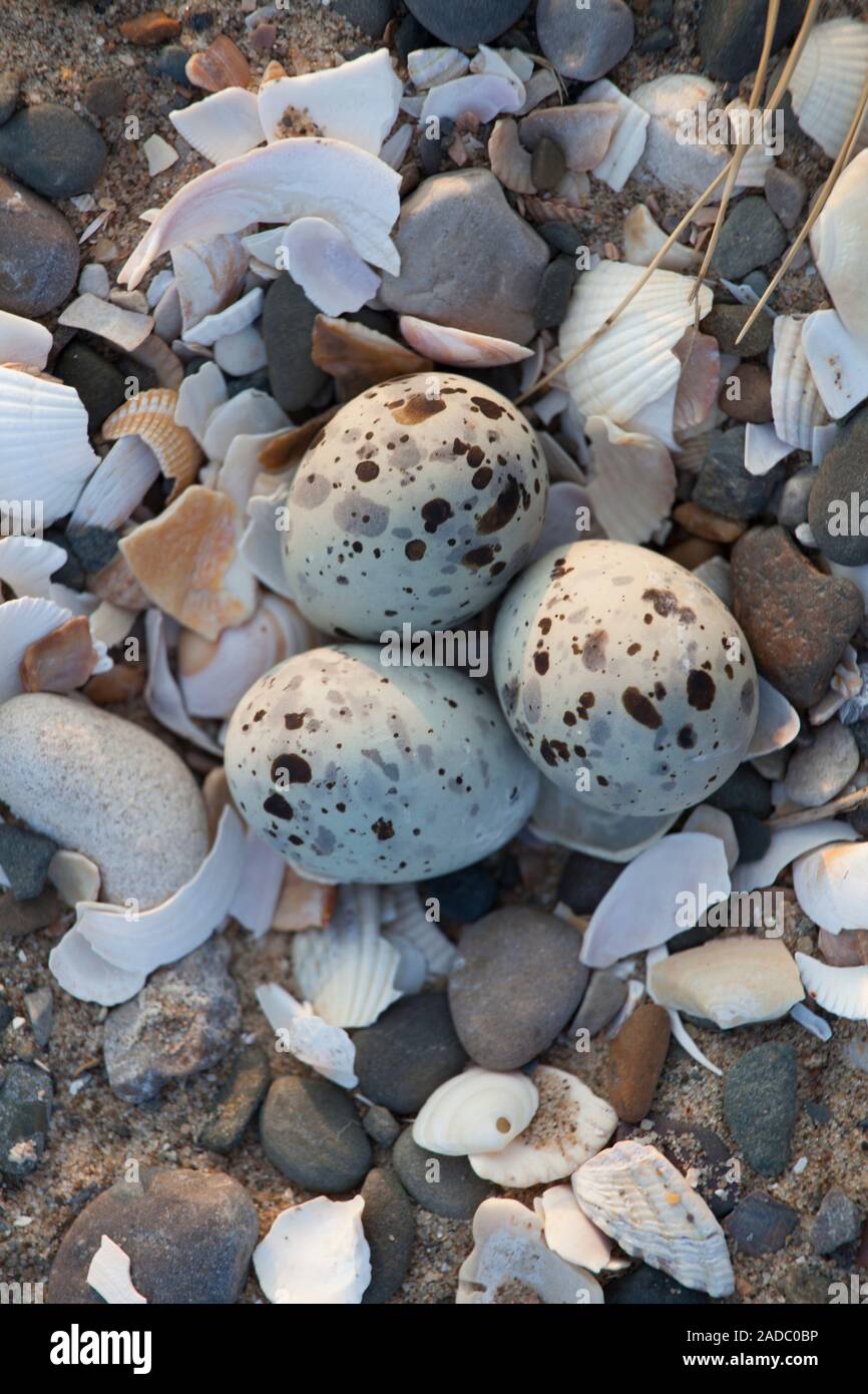 Little tern eggs. Three eggs laid by a little tern (Sternula albifrons ...