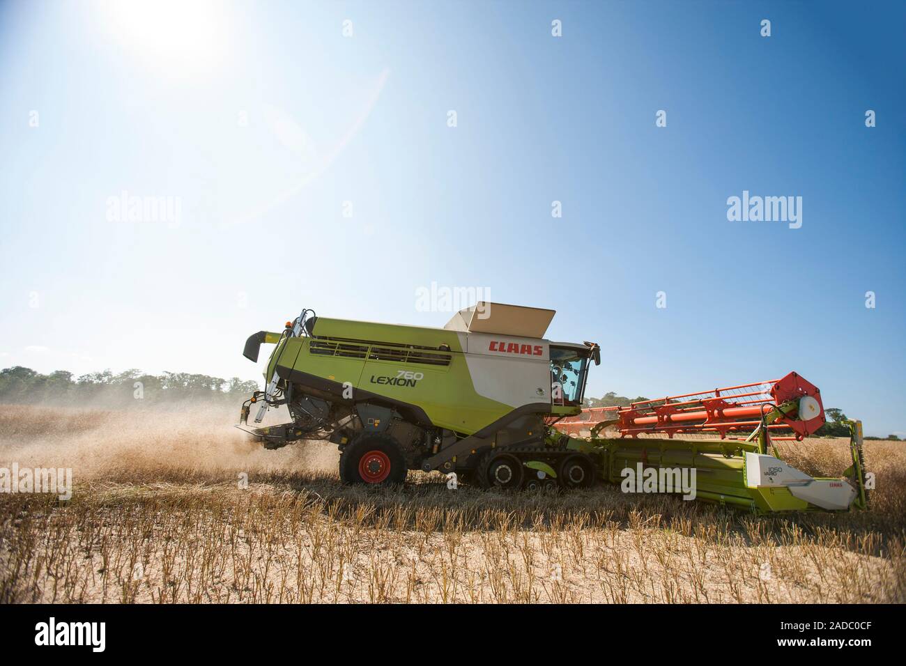 Rapeseed harvesting. Side view of a combine harvester being used to ...