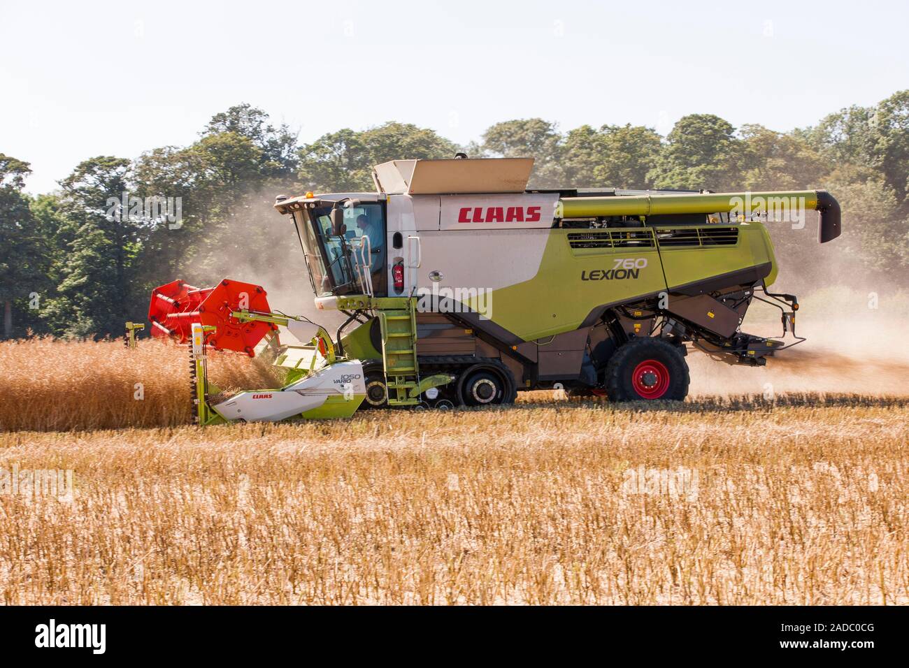 Rapeseed harvesting. Side view of a combine harvester being used to ...