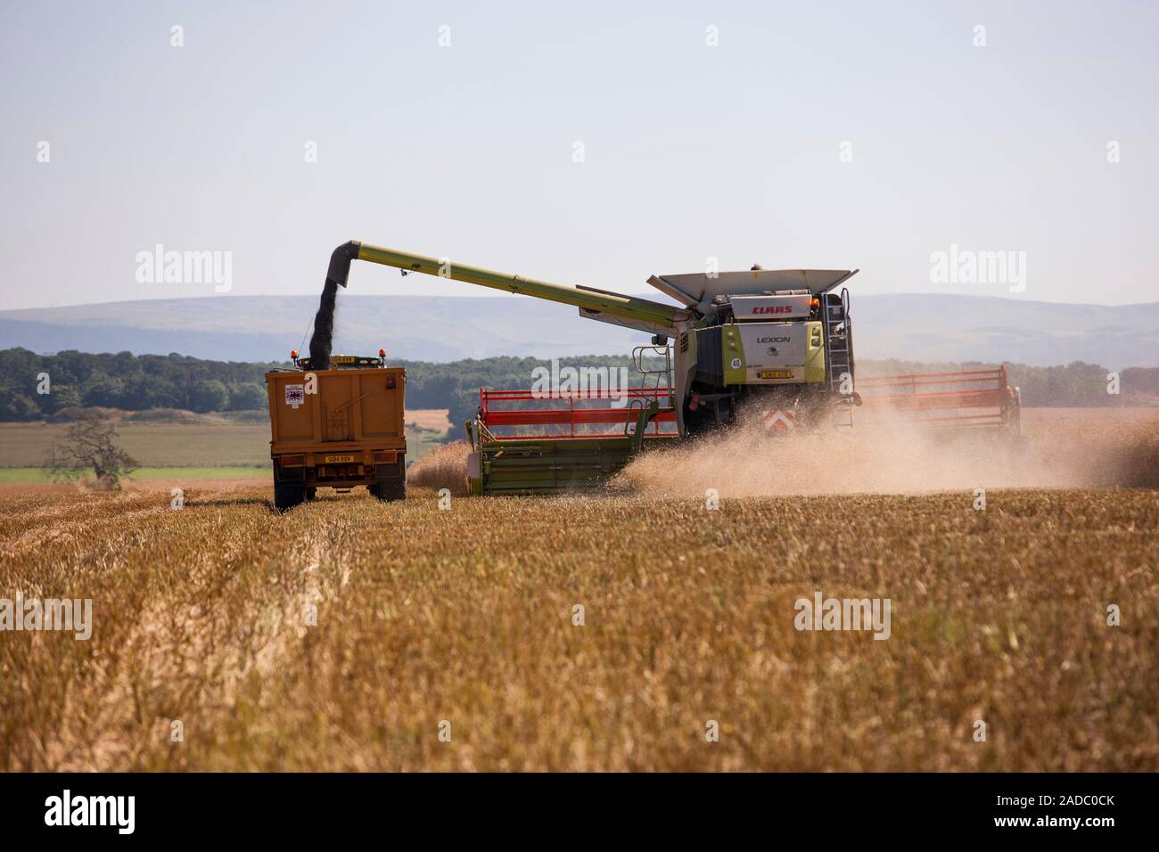 Rapeseed harvesting. Rear view of a combine harvester being used to ...