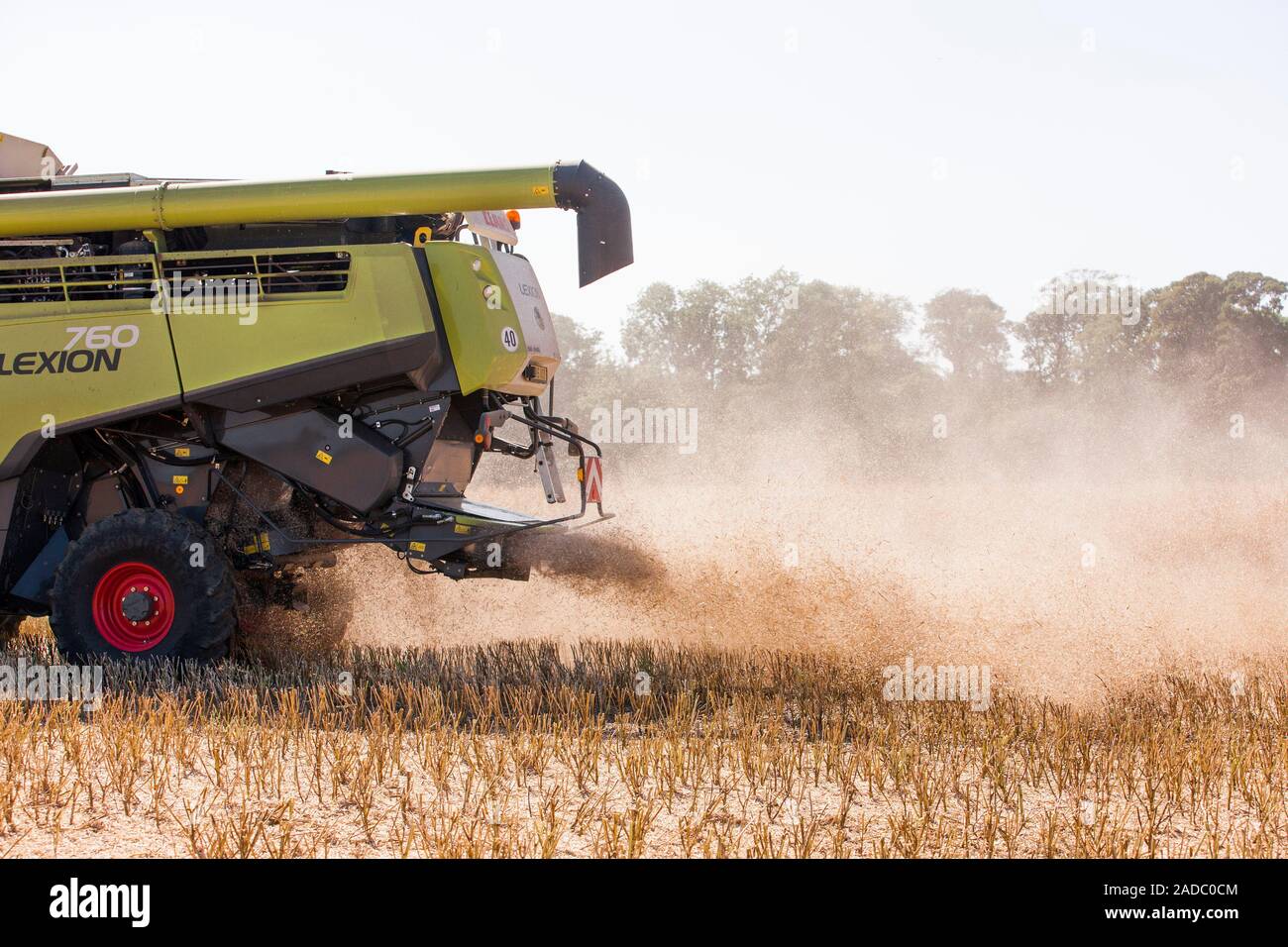 Chaff from rapeseed harvesting. Side view of a combine harvester being ...