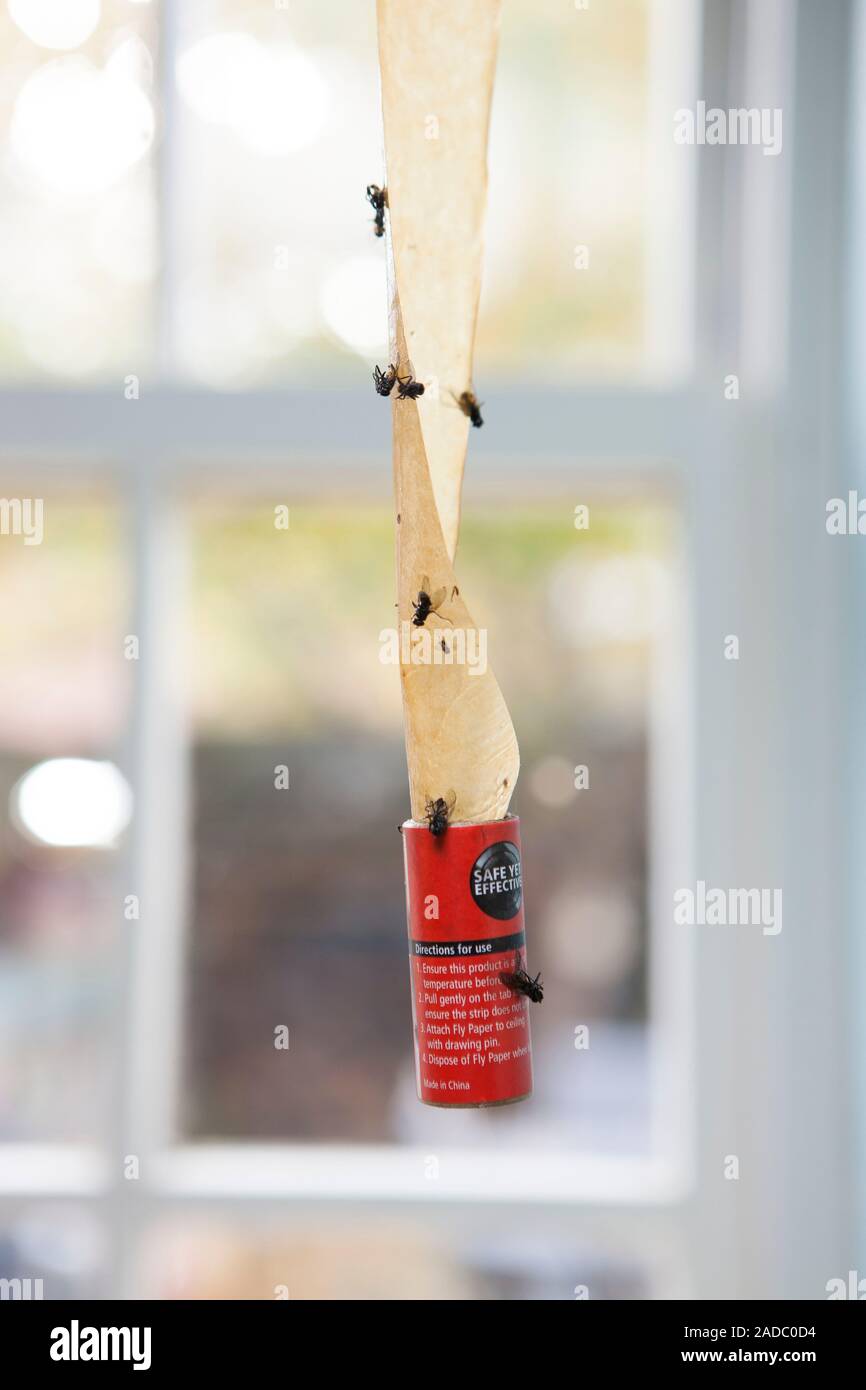 Flypaper with trapped flies. Flypaper is a fly-killing product made of ...