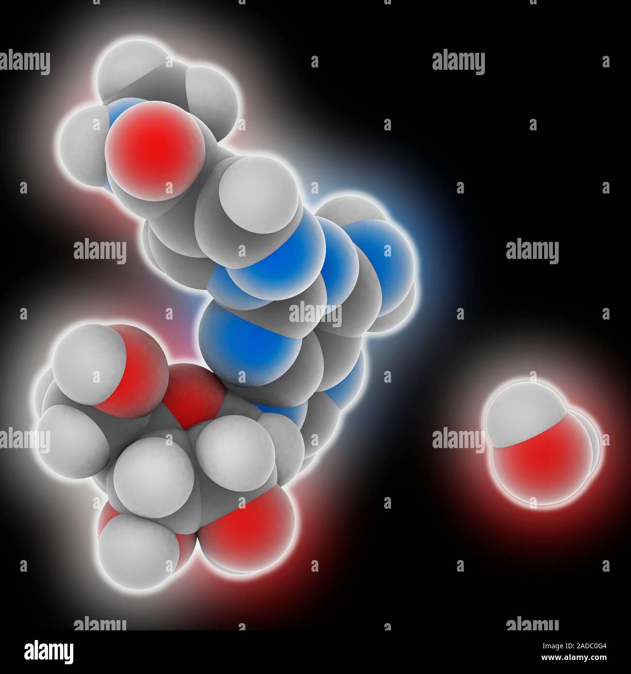 Regadenoson. Molecular model of the drug regadenoson (C15.H18.N8.O5. H2 ...