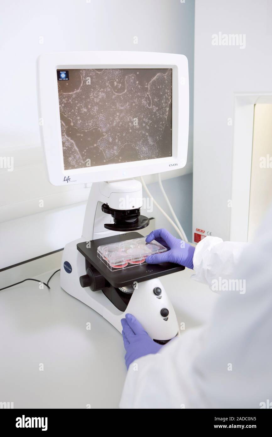 Cell imaging microscope. Researcher examining stem cell cultures using ...