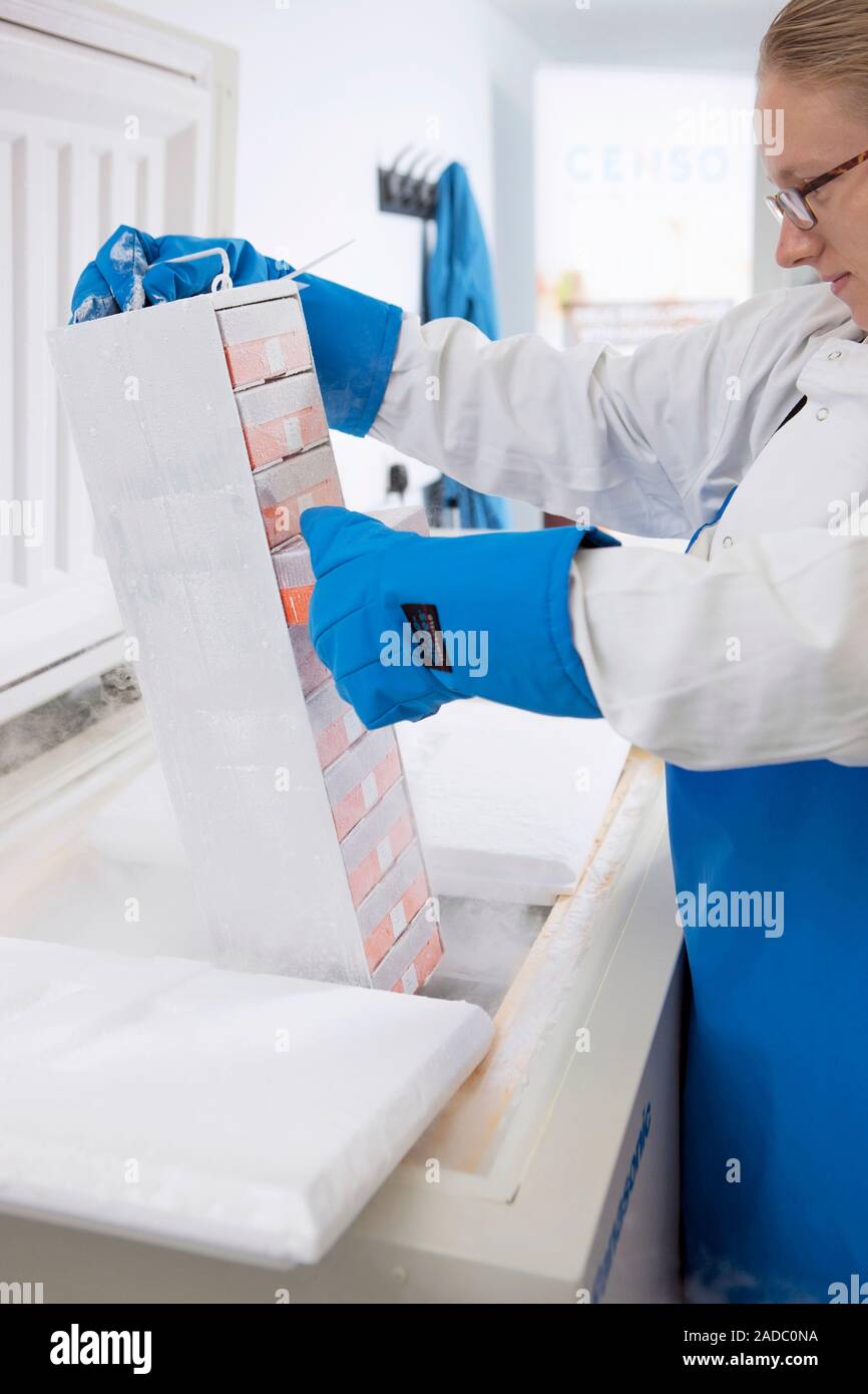 Cryopreservation in stem cell research. Researcher handling stem cell ...