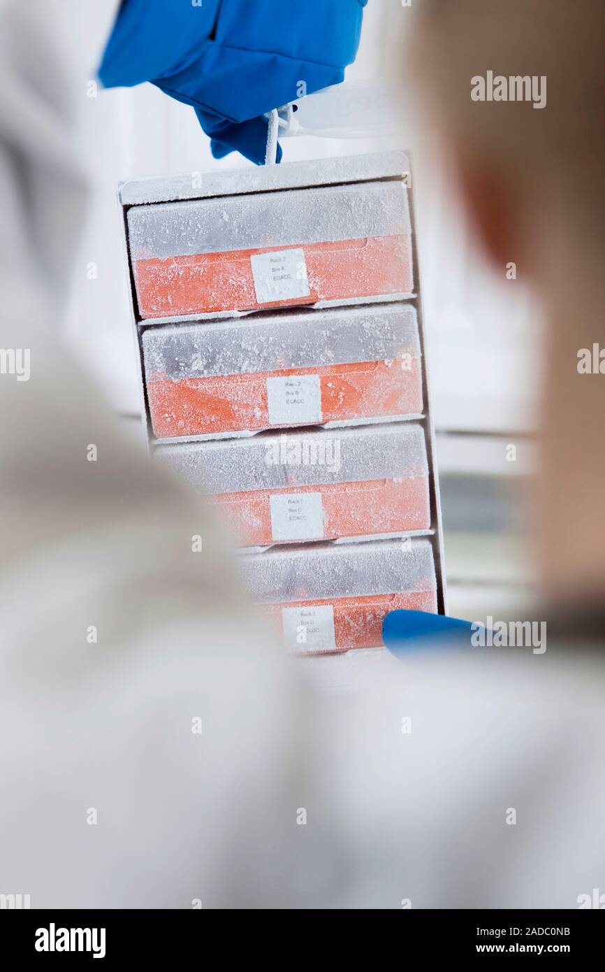 Cryopreservation in stem cell research. Researcher handling stem cell ...