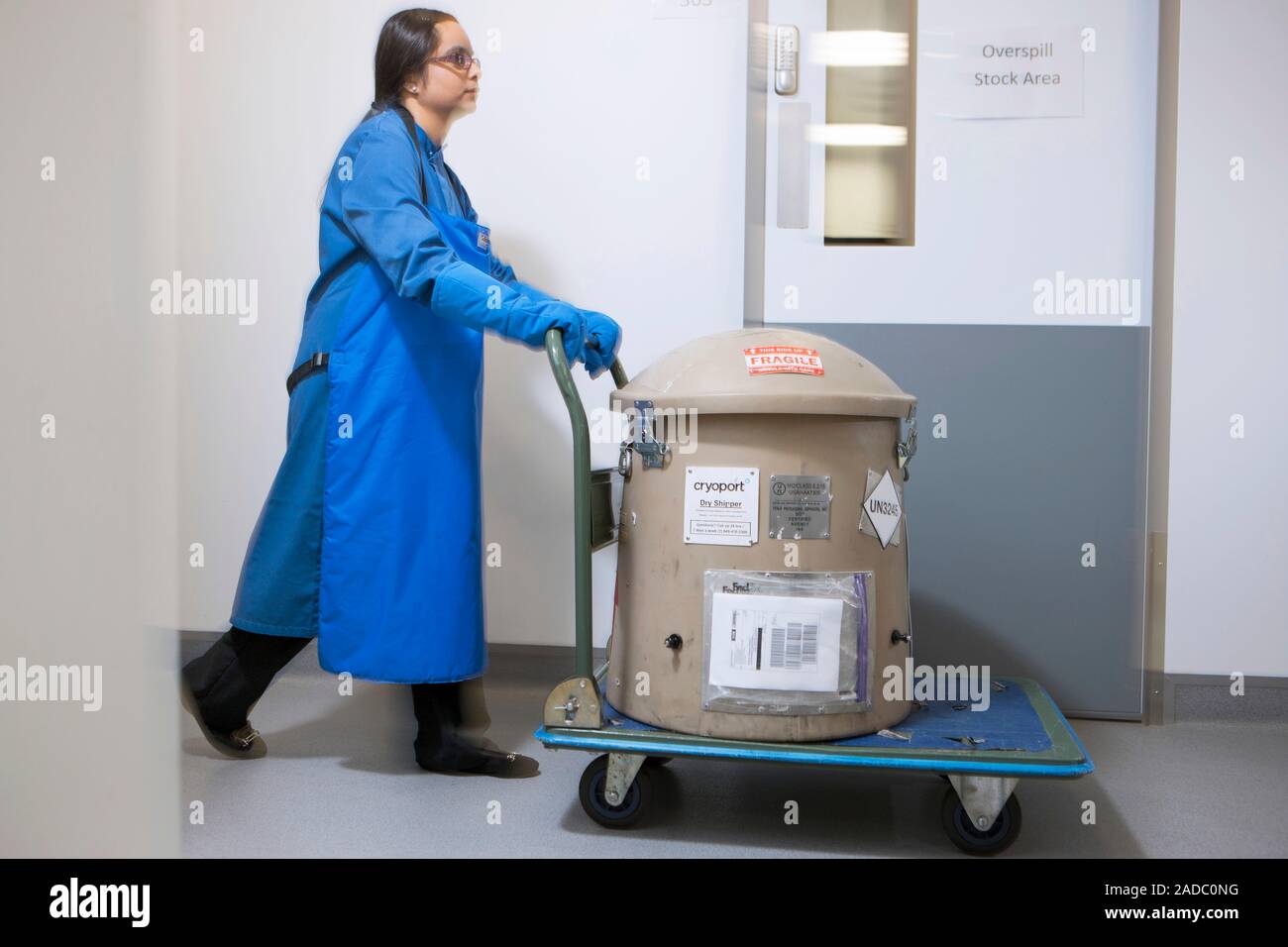 Cryopreservation in stem cell research. Researcher handling stem cell ...