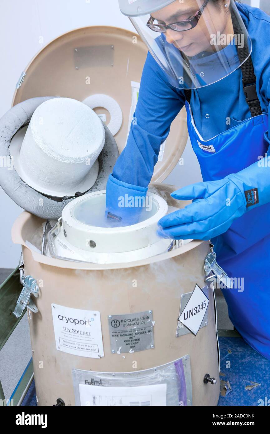 Cryopreservation in stem cell research. Researcher handling stem cell ...