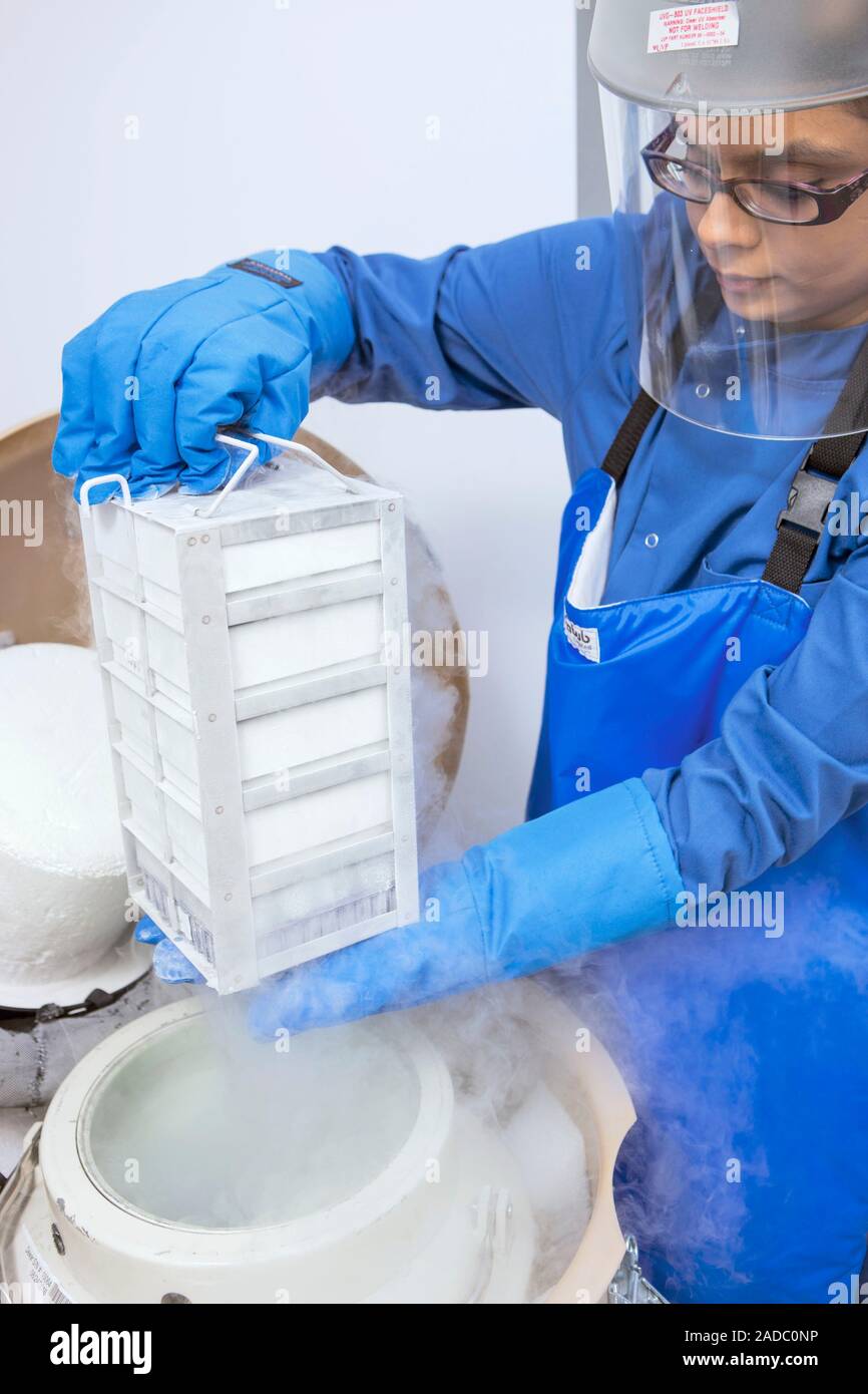 Cryopreservation in stem cell research. Researcher handling stem cell ...