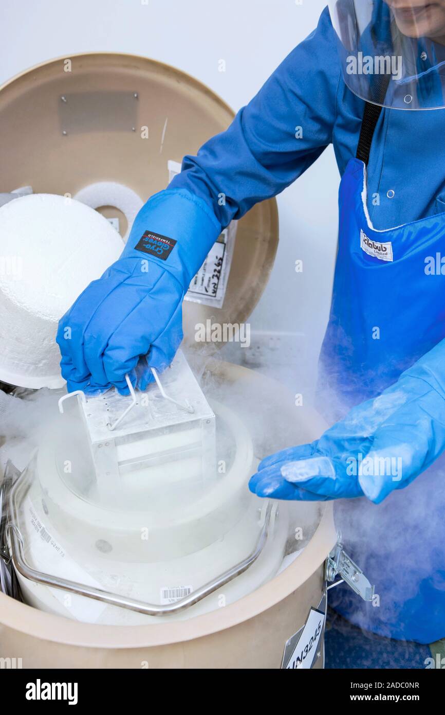 Cryopreservation in stem cell research. Researcher handling stem cell ...