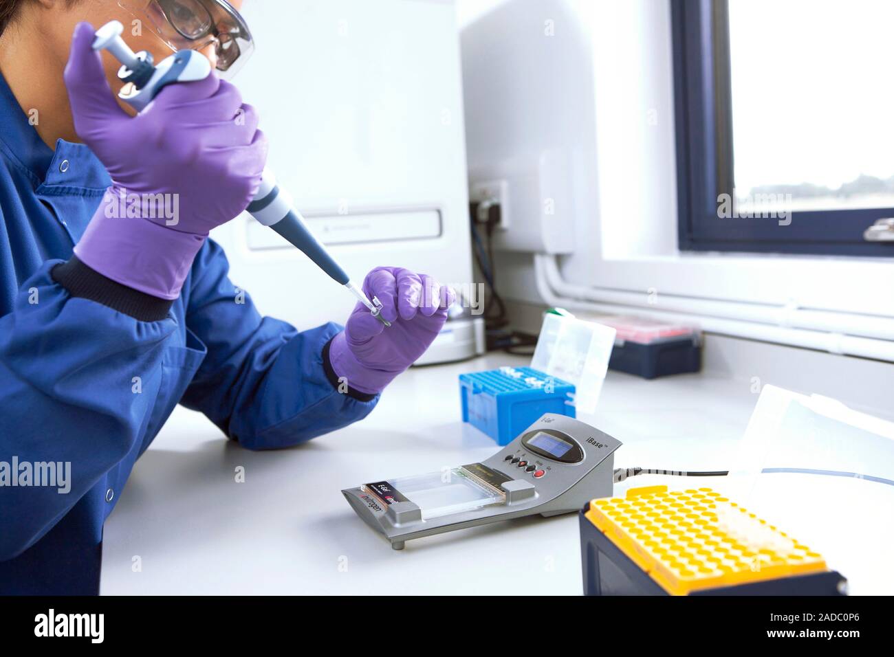 Stem cell electrophoresis analysis. Researcher loading cell culture ...