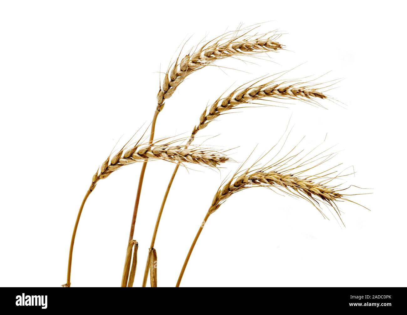 wheat isolated on white background Stock Photo - Alamy
