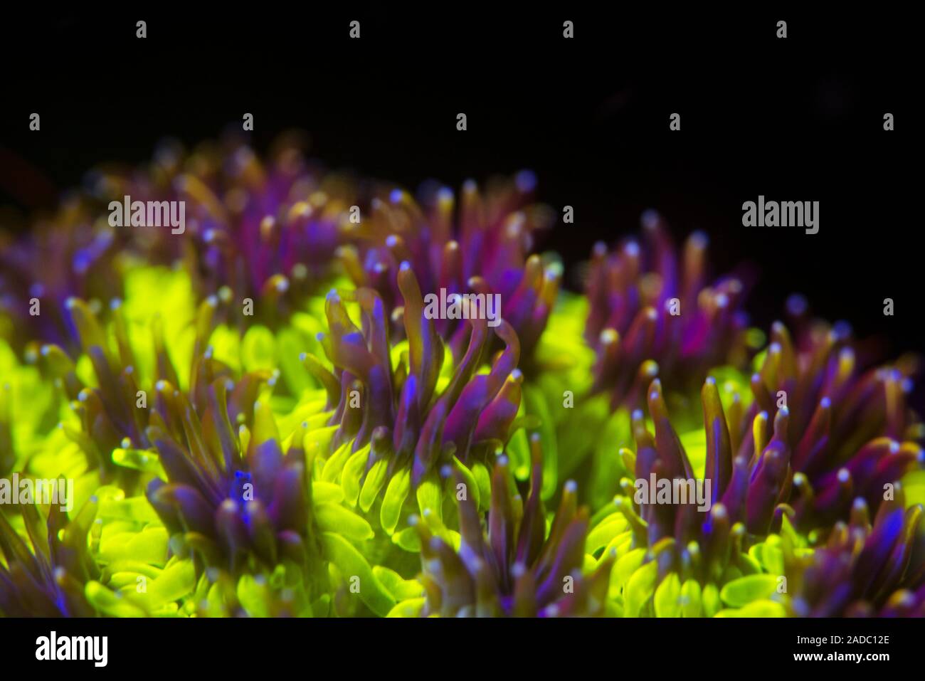 Galaxea fascicularis hard coral fluorescing at night, with the polyps ...