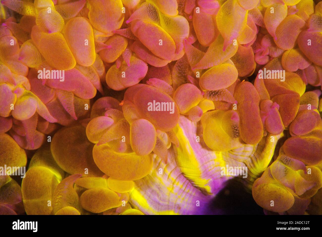 Plerogyra sinuosa hard coral fluorescing at night, with the polyps ...