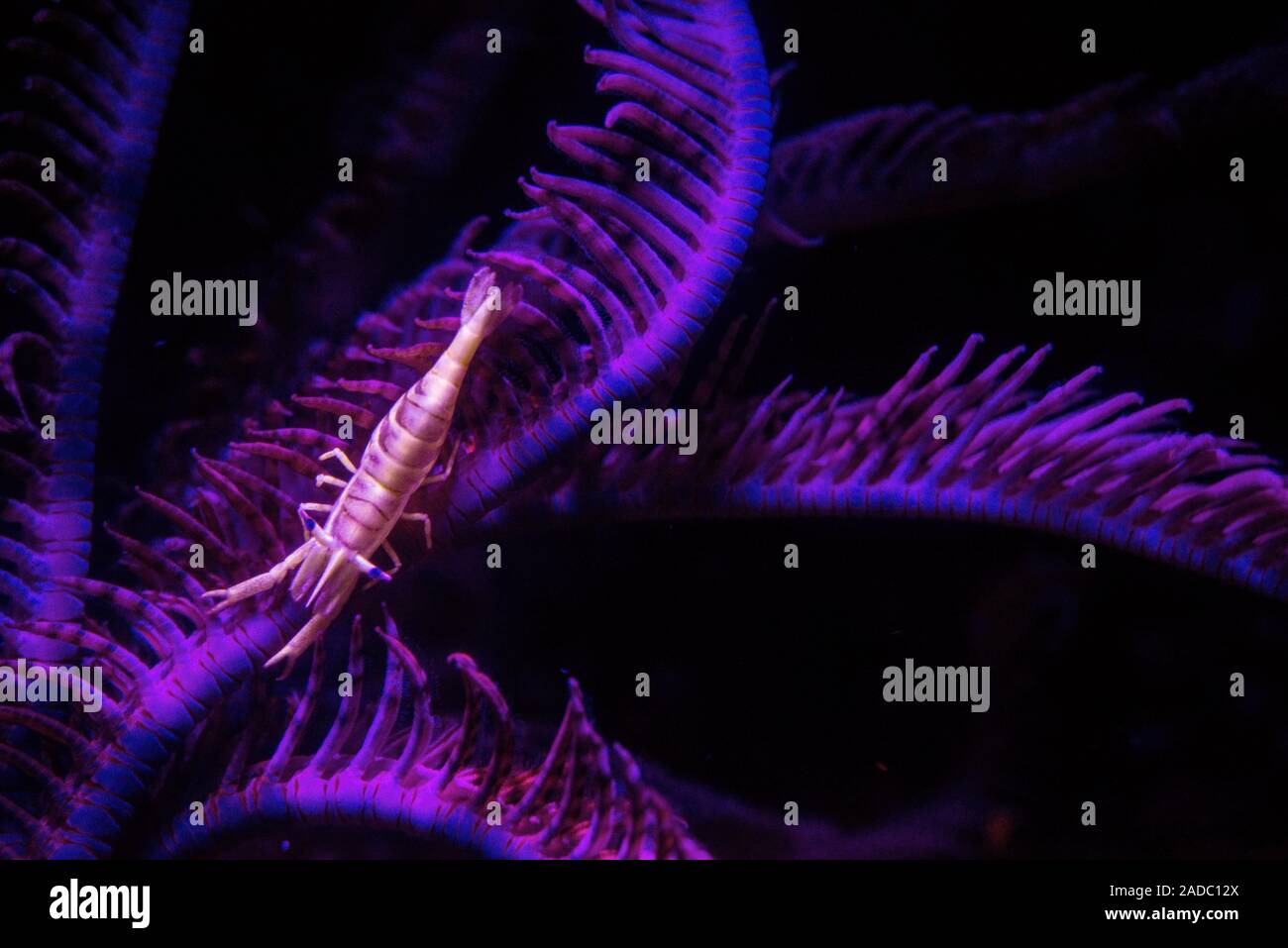 Shrimp on crinoid fluorescing at night. This is a commensal shrimp ...