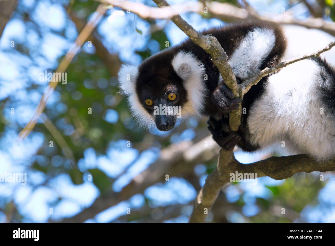 The indri is the largest living lemur. Black and white in colour, the ...