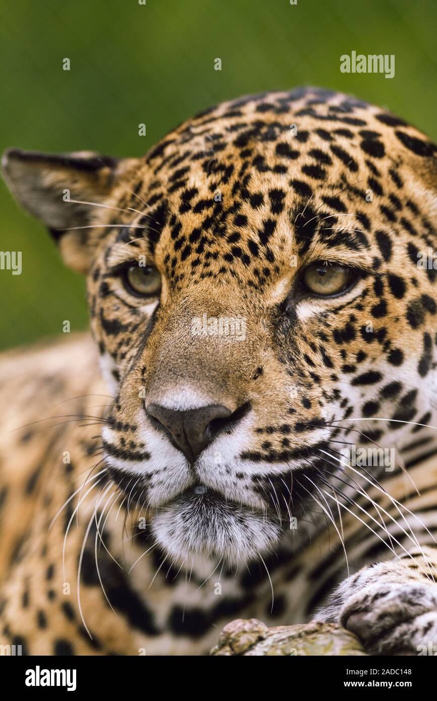 Jaguar (Panthera onca) in a private reserve in Costa Rica Stock Photo ...
