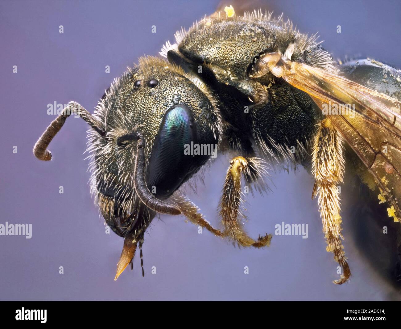 A small metallic bee covered in pollen, it has a parasitic mite on its ...