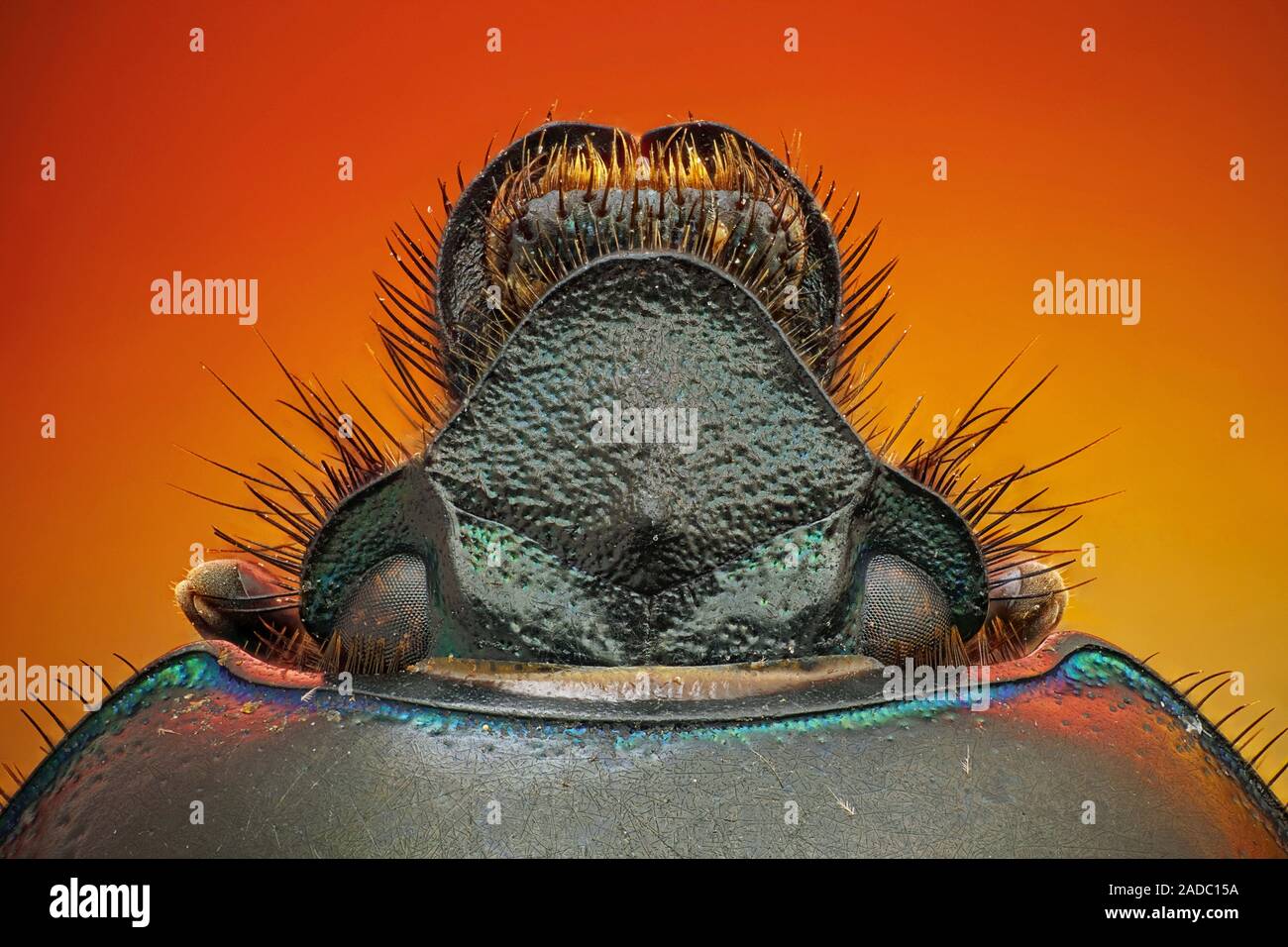 Top view of a beetle with scratches in its shell Stock Photo - Alamy