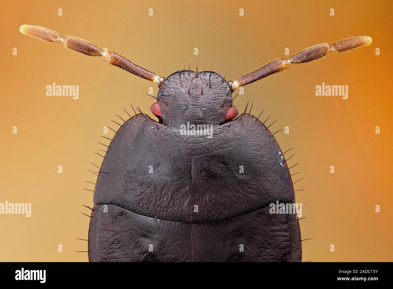Borrower bug (Cydnus aterrimus) larva Stock Photo - Alamy