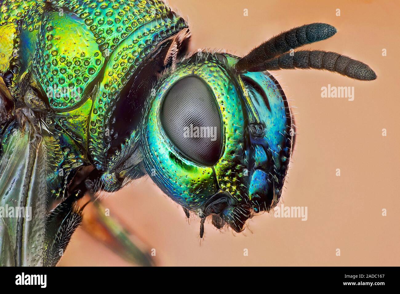 Cuckoo wasp (family Chrysididae Stock Photo - Alamy