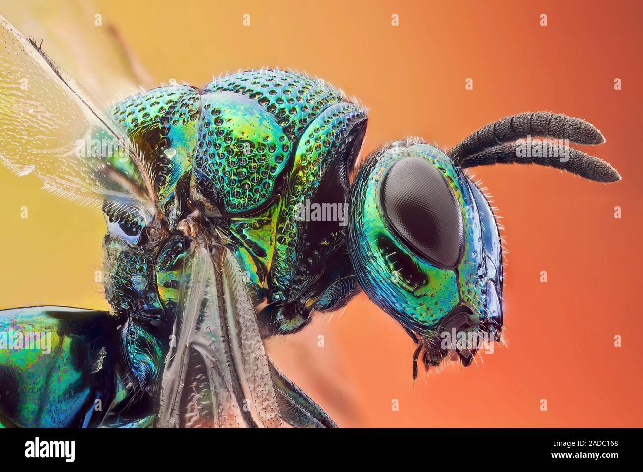 Cuckoo wasp (family Chrysididae Stock Photo - Alamy