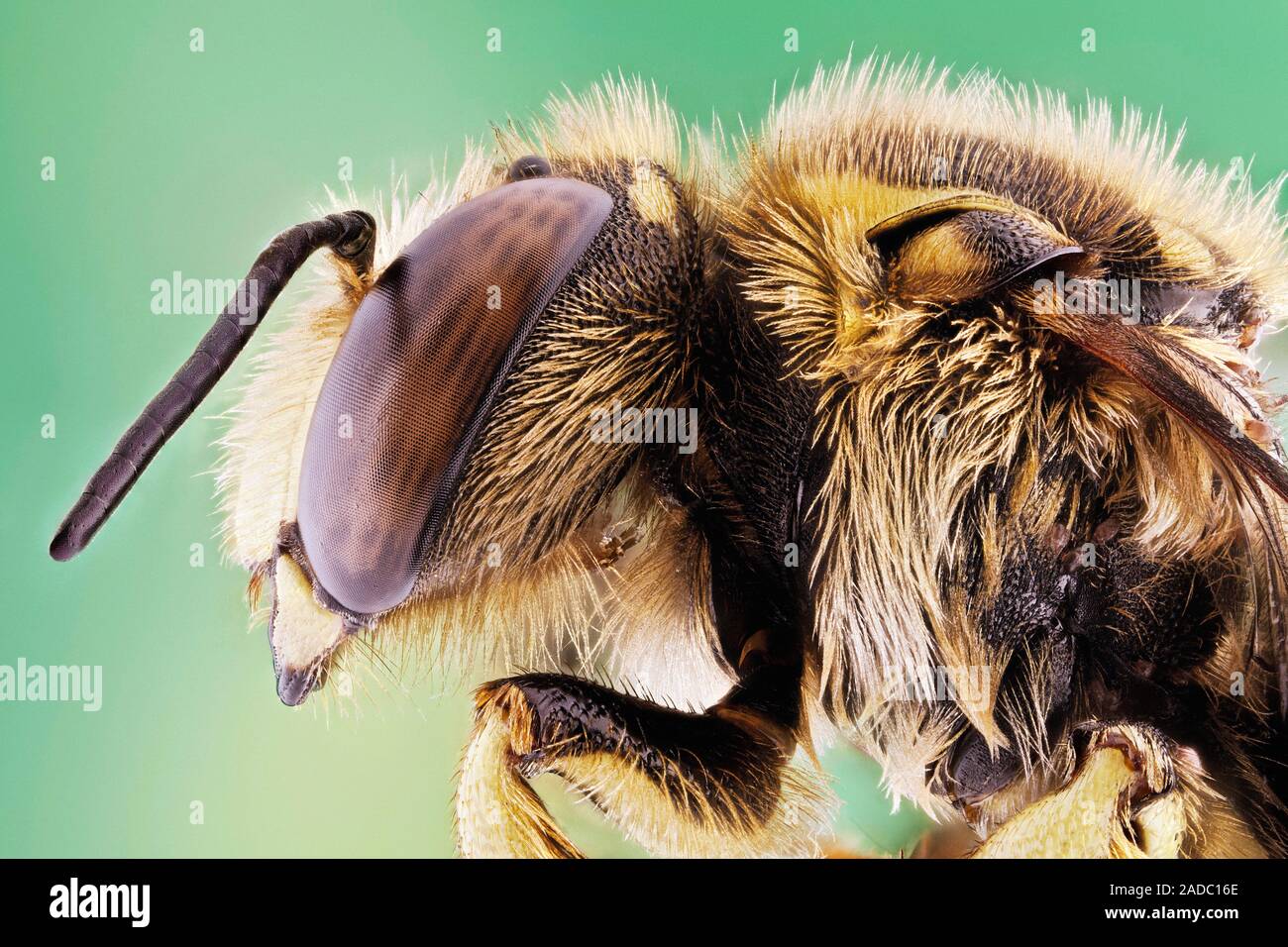 European wool carder bee (Anthidium manicatum). This bee is a leaf ...
