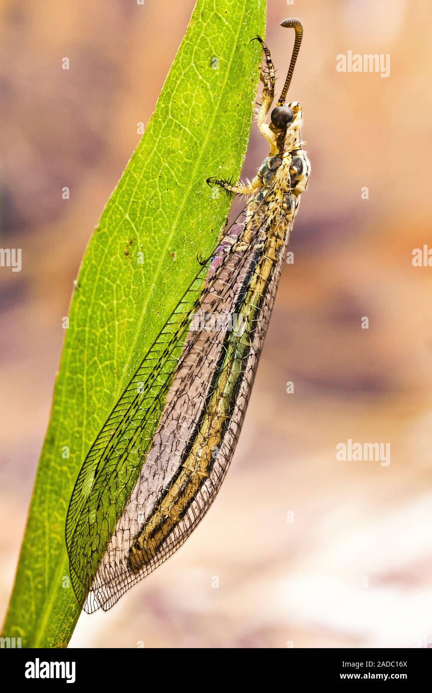 Antlion (Myrmeleon formicarius). They take their name from the larvae ...