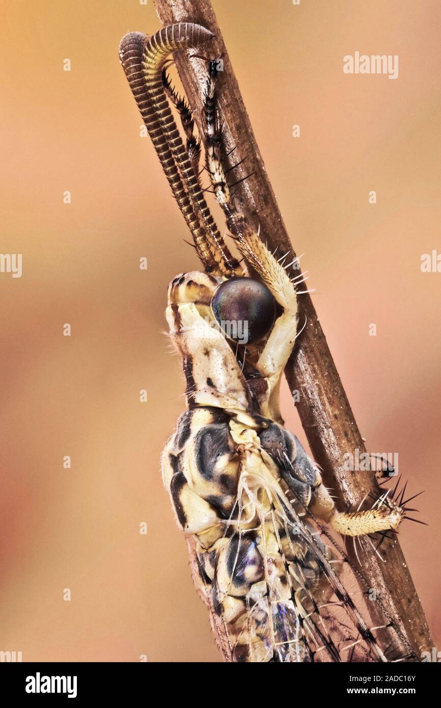 Antlion (Myrmeleon formicarius). They take their name from the larvae ...
