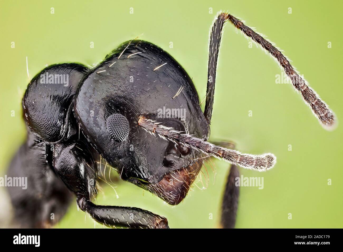 High magnification shot of an ant's head showing hairs Stock Photo - Alamy