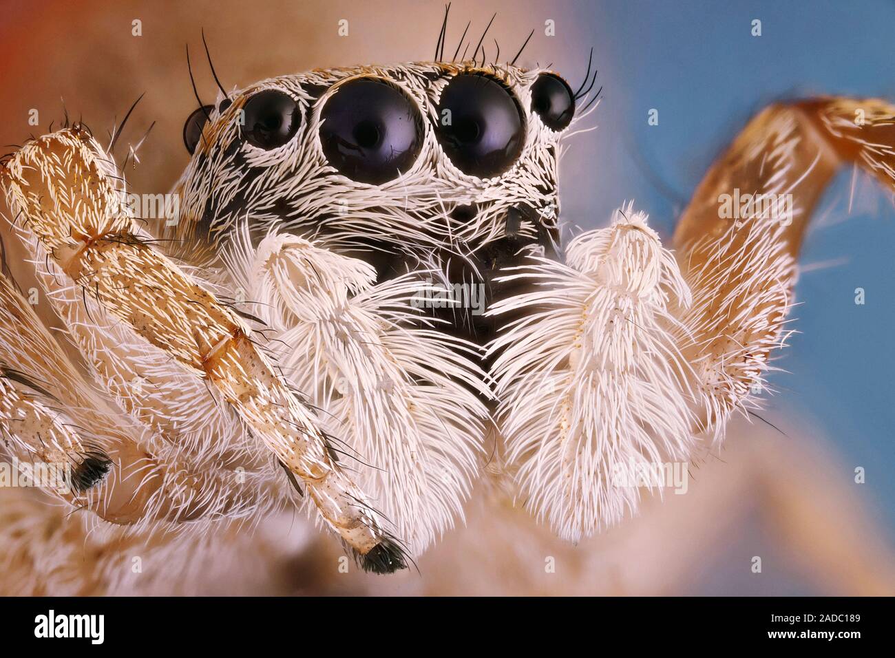 Head of a jumping spider. Its superior eyesight helps it track its prey ...