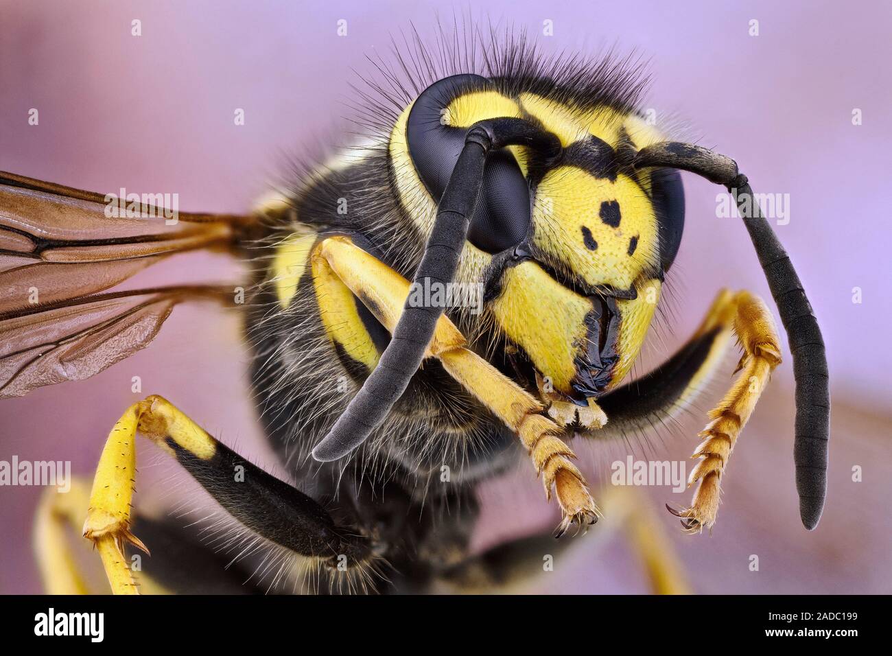 Queen German wasp (Vespula germanica Stock Photo - Alamy